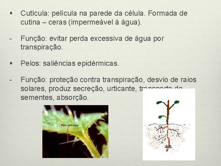 Fisiologia Vegetal Professora Ana Carolina A Clula Vegetal