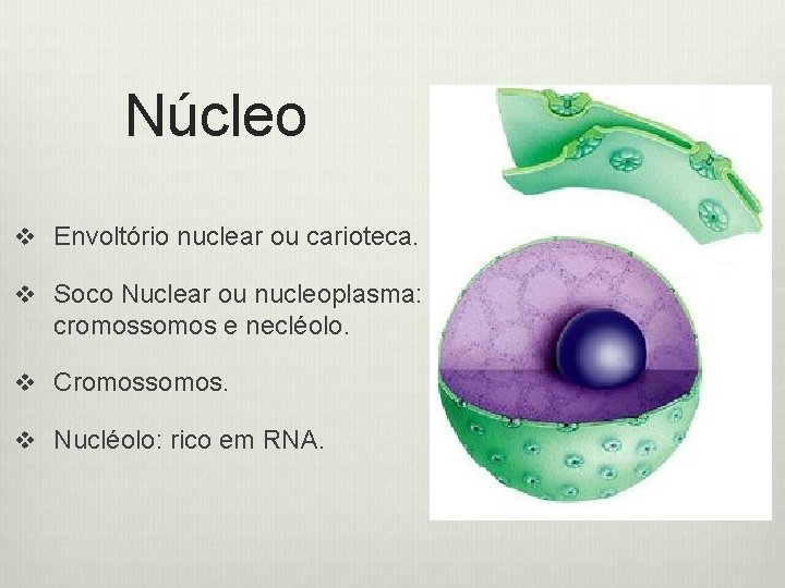 Fisiologia Vegetal Professora Ana Carolina A Clula Vegetal