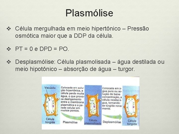 Fisiologia Vegetal Professora Ana Carolina A Clula Vegetal