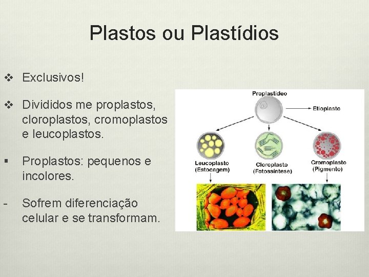 Fisiologia Vegetal Professora Ana Carolina A Clula Vegetal