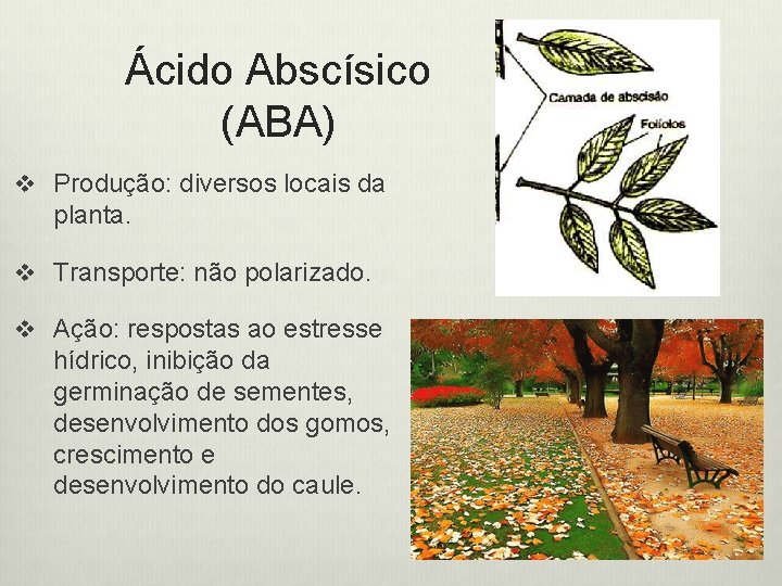 Fisiologia Vegetal Professora Ana Carolina A Clula Vegetal