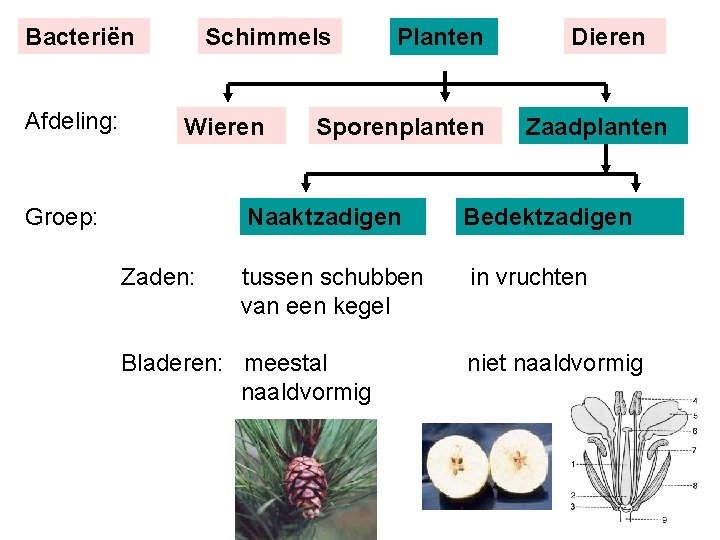Indeling van het plantenrijk Bacterin Schimmels Planten Dieren