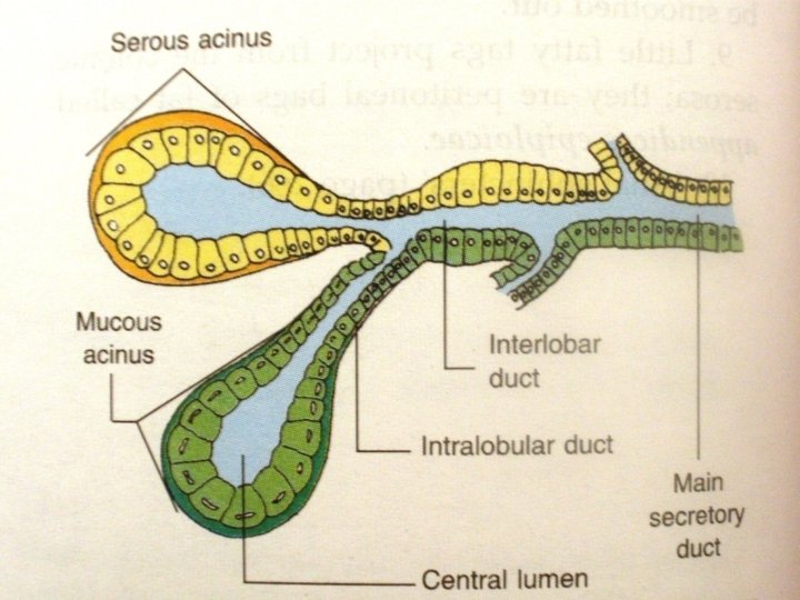 What is Digestion Breaking down of large complex