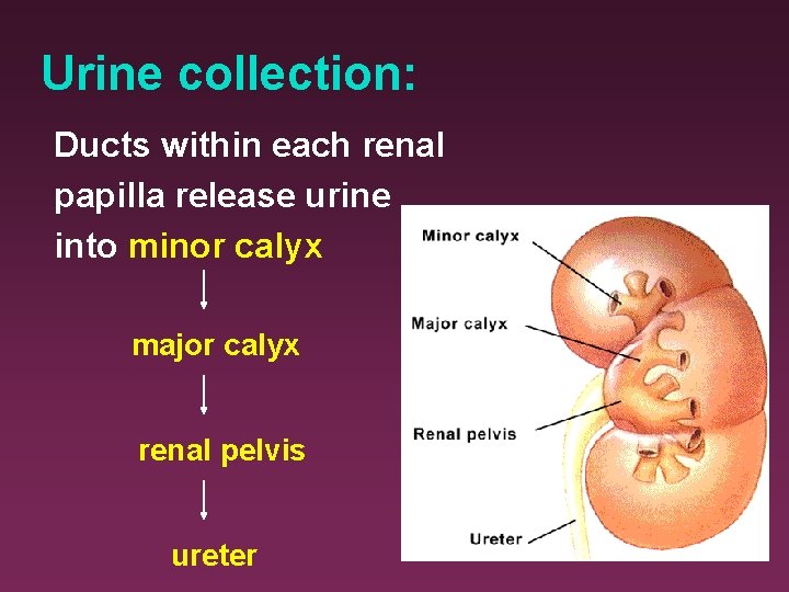 Ch 26 Urinary System Objectives Identify and describe