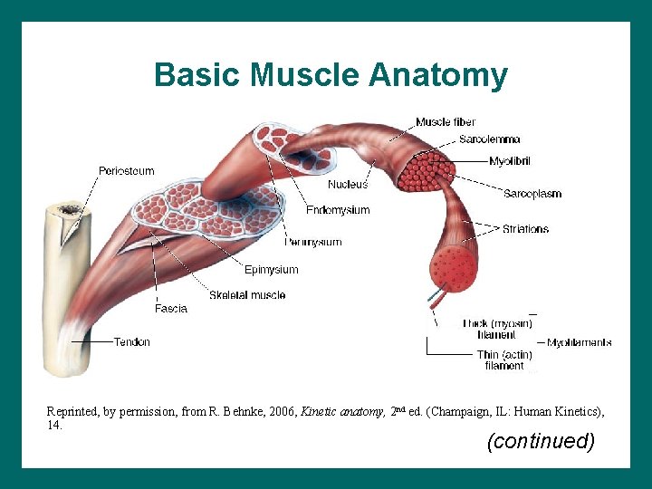 chapter 6 Muscular Strength Assessment and Training Peter