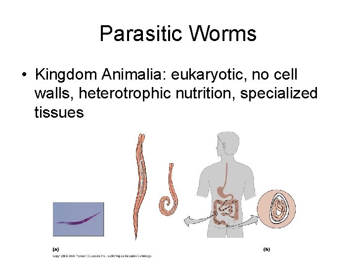 Worms Parasitic Worms Kingdom Animalia eukaryotic no cell