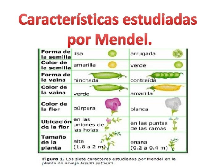 LEYES DE MENDEL En 1865 Gregor Mendel publica