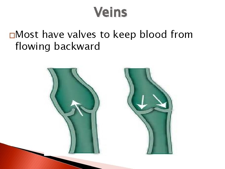 Circulatory System Blood Vessels DHO 8 7 8