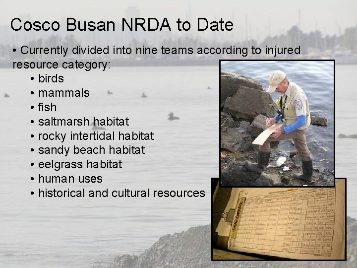 Cosco Busan Oil Spill Natural Resource Damage Assessment