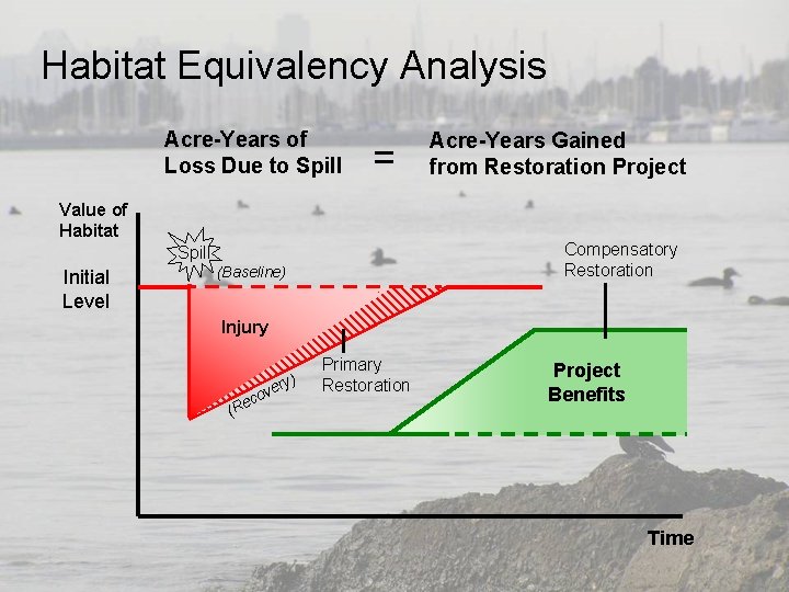 Cosco Busan Oil Spill Natural Resource Damage Assessment