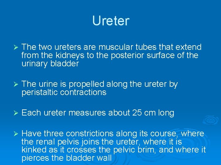 FUNCTIONAL ANATOMY OF KIDNEYS URETERS SUPRARENAL GLANDS By