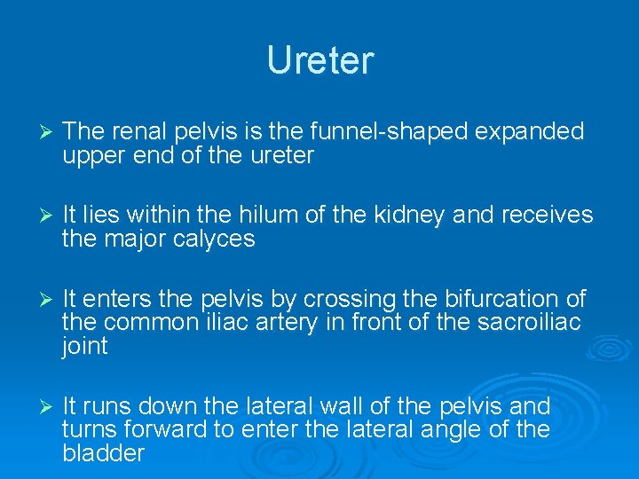 FUNCTIONAL ANATOMY OF KIDNEYS URETERS SUPRARENAL GLANDS By