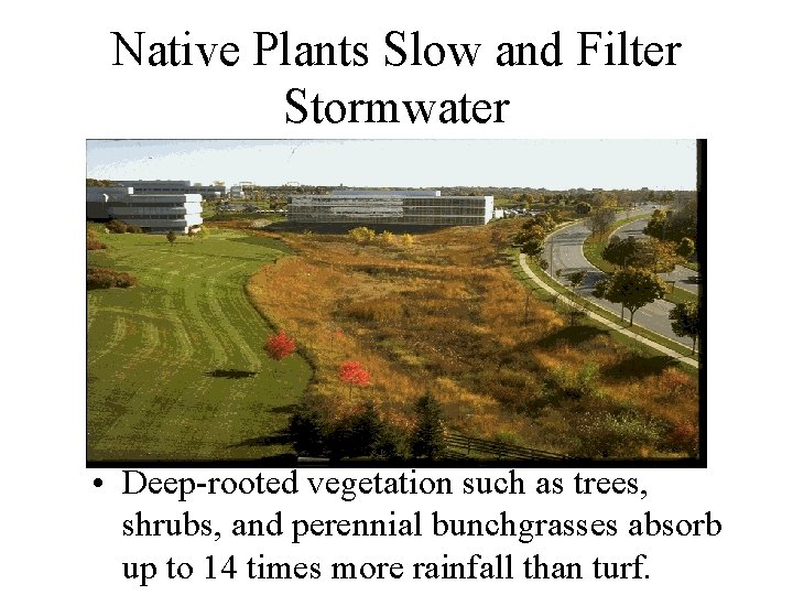 Native Vegetation Alternatives to Urban Turf Crispin H