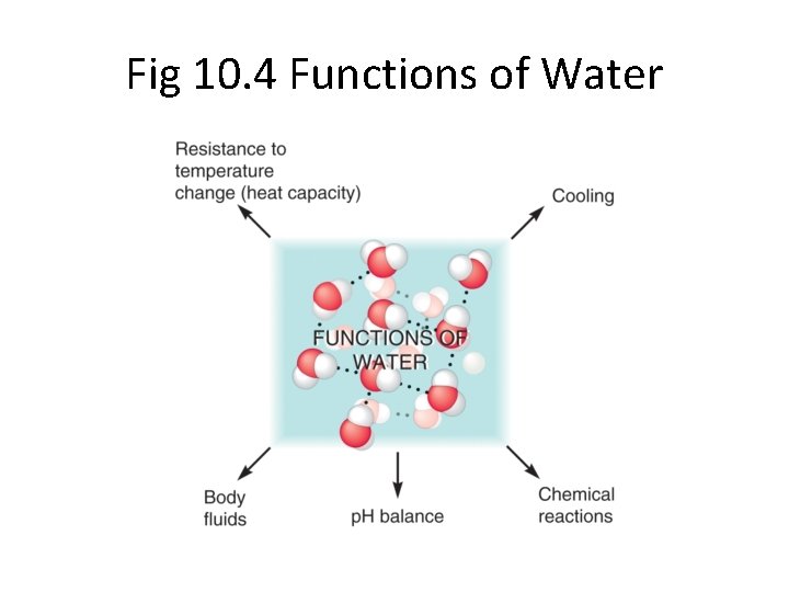 Water and Minerals The Ocean Within BIOL 103