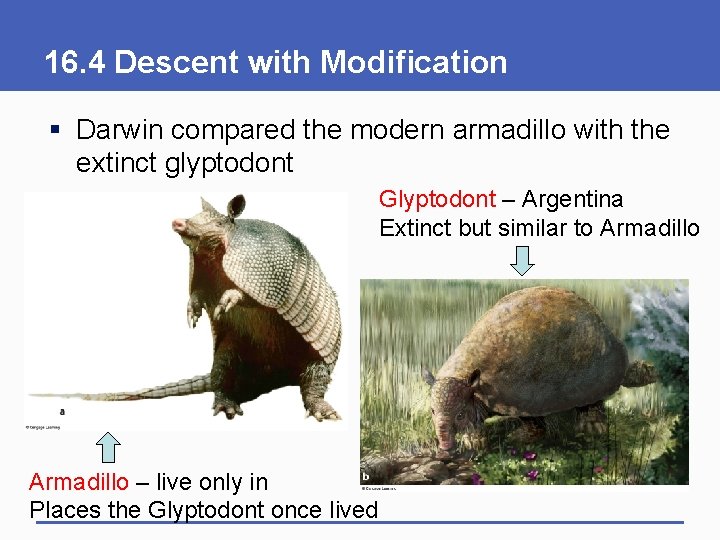 Evidence of Evolution Chapter 16 Biology Concepts and