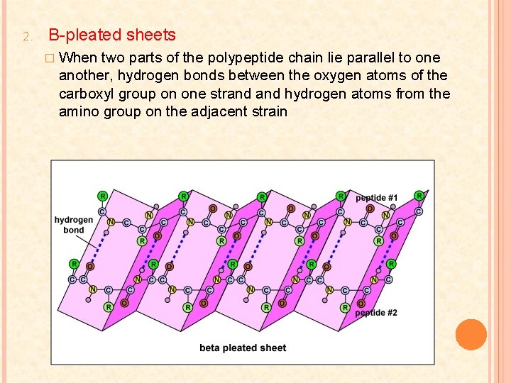 PROTEINS Building Blocks of Life PROTEINS Most cellular