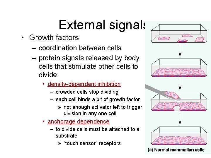 Regulation of the Cell Cycle How does a