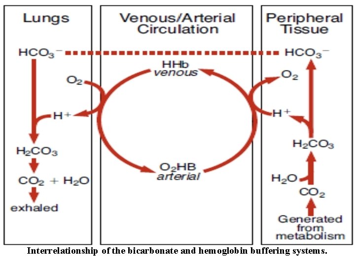 Blood Gases p H and Buffer system Introduction