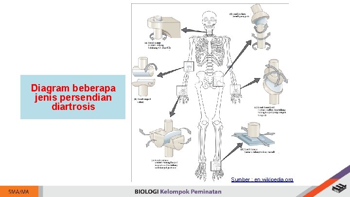 BAB 4 SISTEM GERAK Sumber geniusvv pixabay com