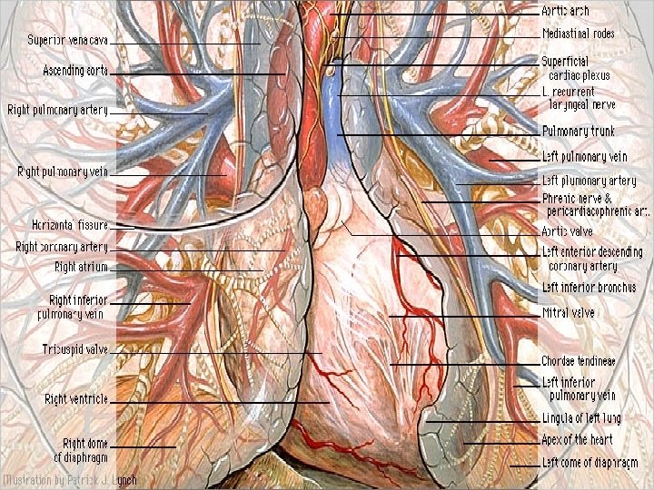 PENYAKIT JANTUNG DAN KEGAWATANNYA PADA BAYI DAN ANAK
