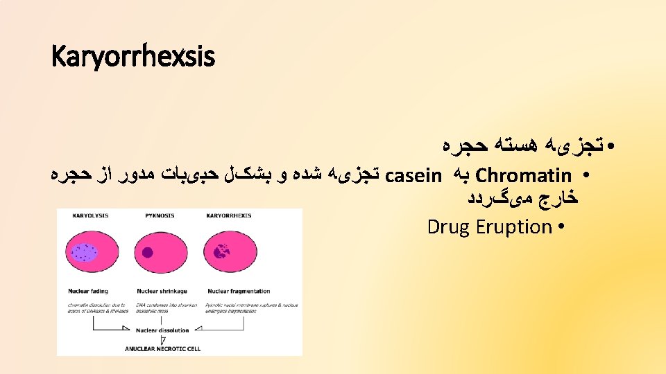 Histopathologic Dr Mohammad Arif Abid dermatologist Hyperkeratosis Wart