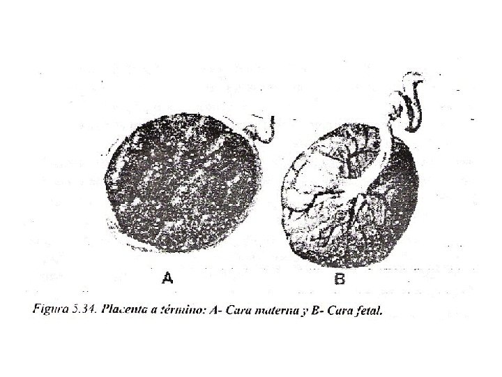 ETAPA EMBRIONARIA Desarrollo de la placenta y los