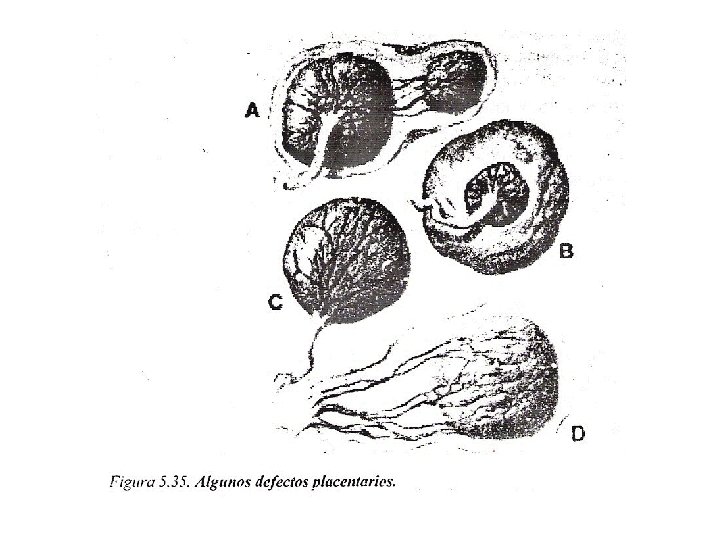 ETAPA EMBRIONARIA Desarrollo de la placenta y los