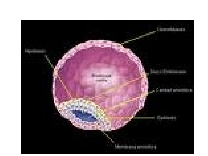 ETAPA EMBRIONARIA Desarrollo de la placenta y los