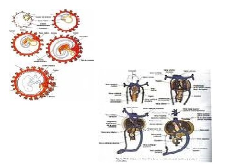 ETAPA EMBRIONARIA Desarrollo de la placenta y los