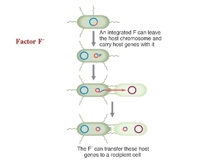 Gentica bacteriana E coli Seleccin de mutantes en