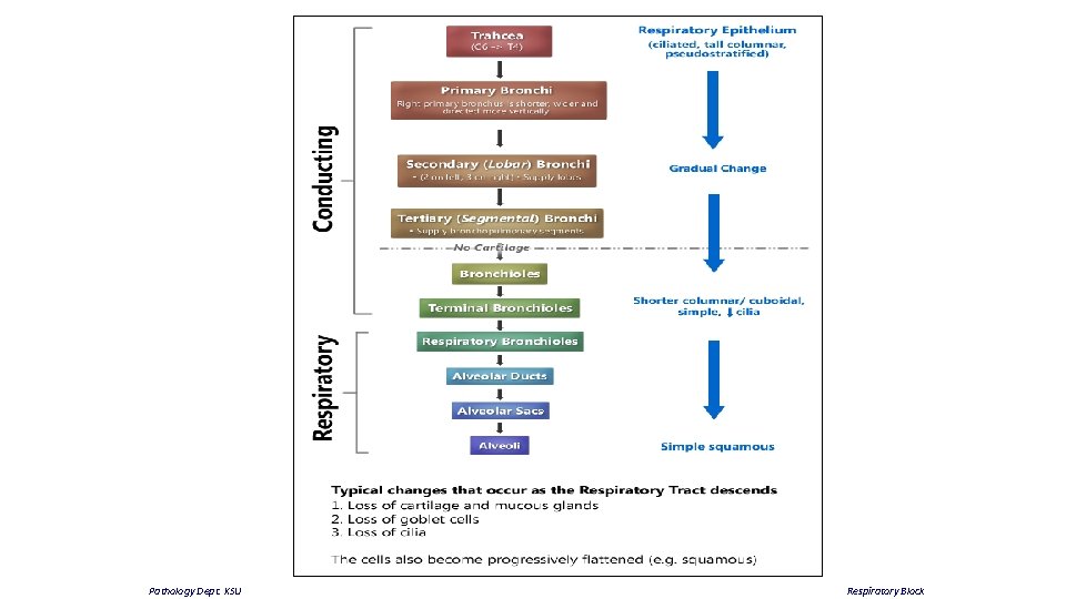 RESPIRATORY SYSTEM BLOCK Pathology Practical 1 First Practical
