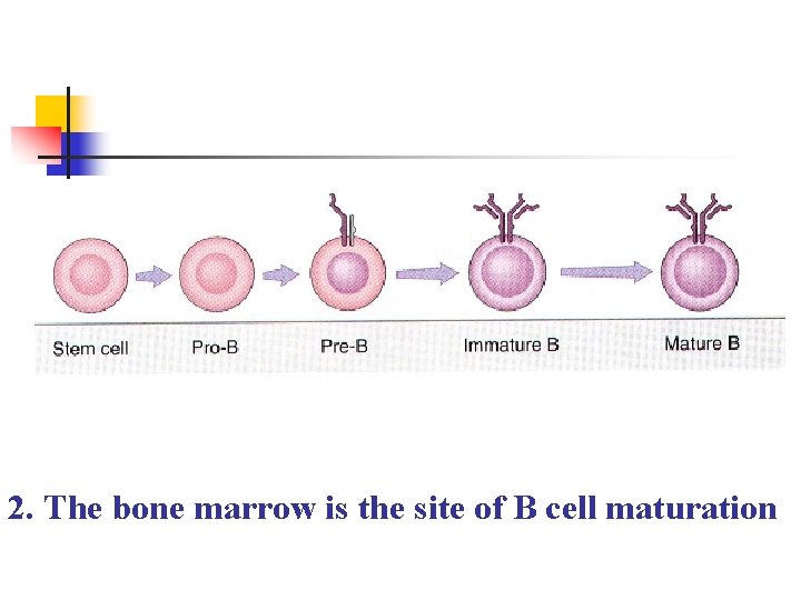 Chapter III General introduction of immune system Immune