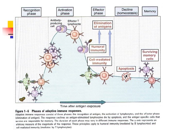 Chapter III General introduction of immune system Immune