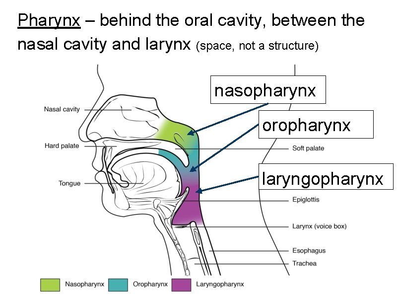 RESPIRATORY SYSTEM Chapter 21 PRIMARY FUNCTIONS 1 Exchange