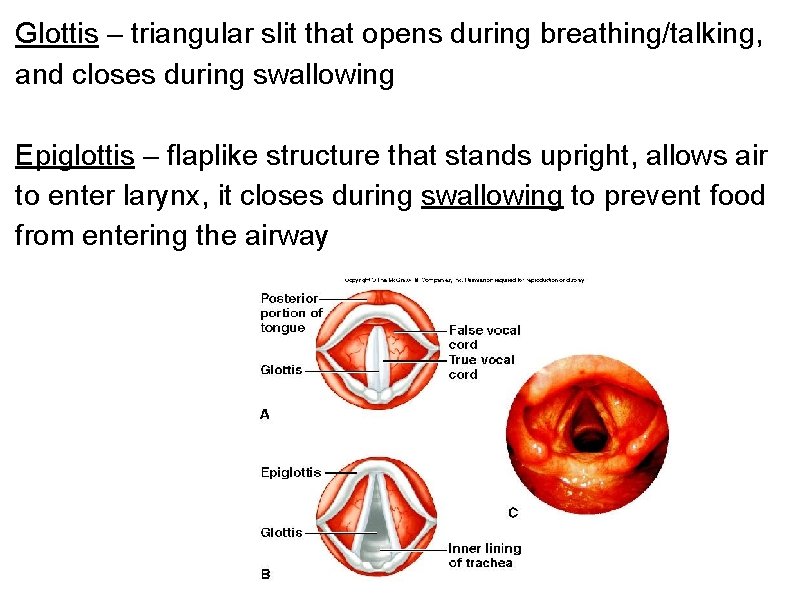 RESPIRATORY SYSTEM Chapter 21 PRIMARY FUNCTIONS 1 Exchange