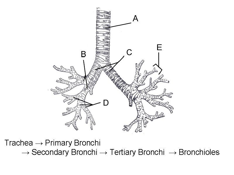 RESPIRATORY SYSTEM Chapter 21 PRIMARY FUNCTIONS 1 Exchange