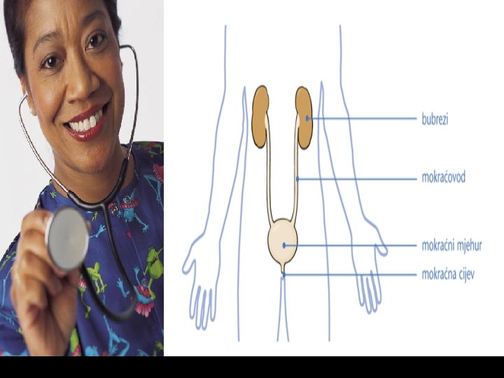 BOLESTI UROGENITALNOG SUSTAVA ANATOMIJA I FIZIOLOGIJA Bubrezi ...