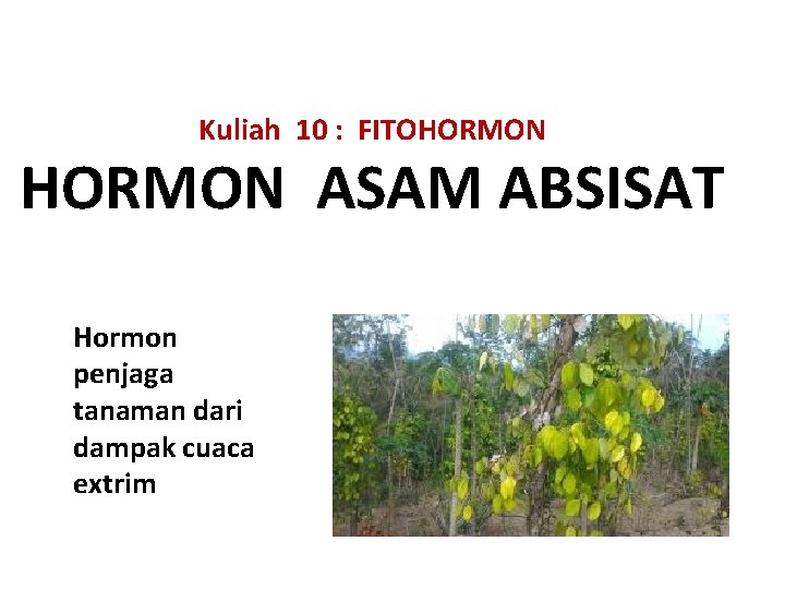 Kuliah 10 FITOHORMON ASAM ABSISAT Hormon penjaga tanaman