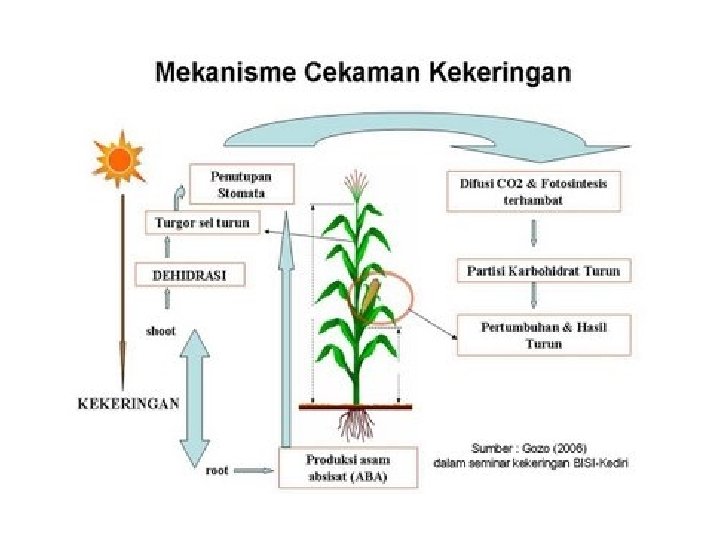 Kuliah 10 FITOHORMON ASAM ABSISAT Hormon penjaga tanaman