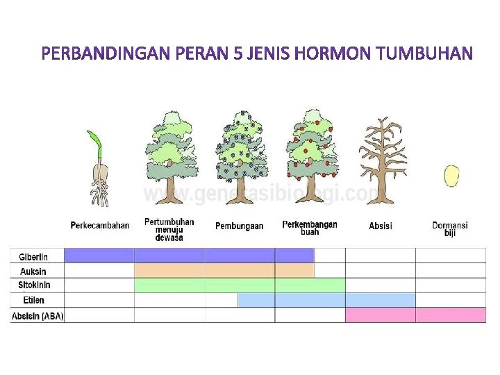 Kuliah 10 FITOHORMON ASAM ABSISAT Hormon penjaga tanaman