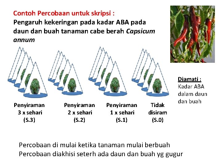 Kuliah 10 FITOHORMON ASAM ABSISAT Hormon penjaga tanaman