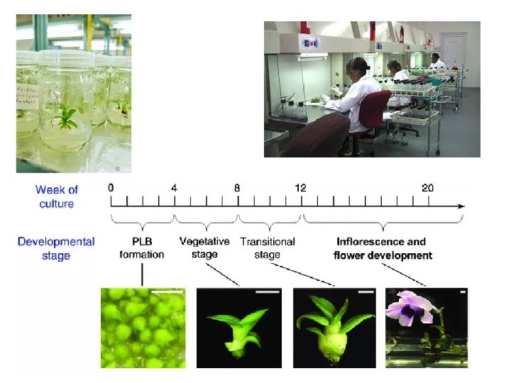 Kuliah 10 FITOHORMON ASAM ABSISAT Hormon penjaga tanaman