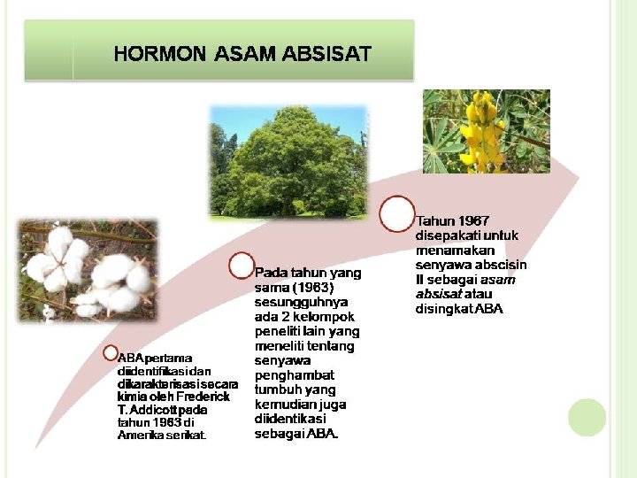 Kuliah 10 FITOHORMON ASAM ABSISAT Hormon penjaga tanaman