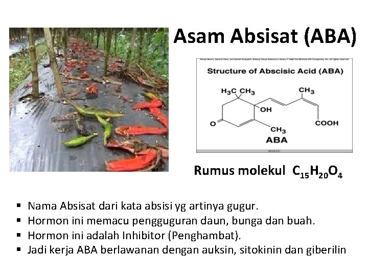 Kuliah 10 FITOHORMON ASAM ABSISAT Hormon penjaga tanaman
