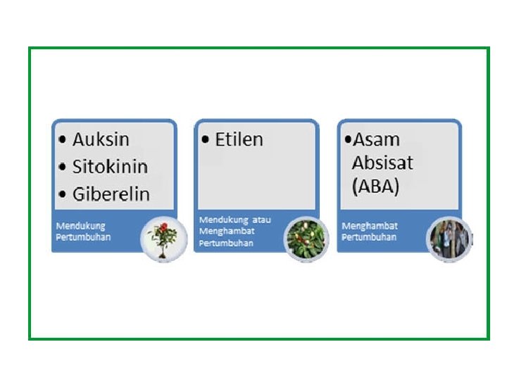 Kuliah 10 FITOHORMON ASAM ABSISAT Hormon penjaga tanaman