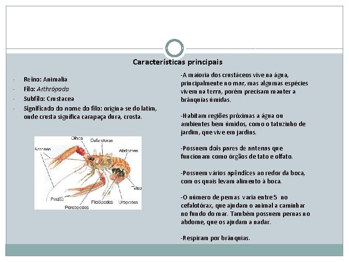 Caractersticas principais Reino Animalia Filo Arthrpoda Subfilo Crustacea