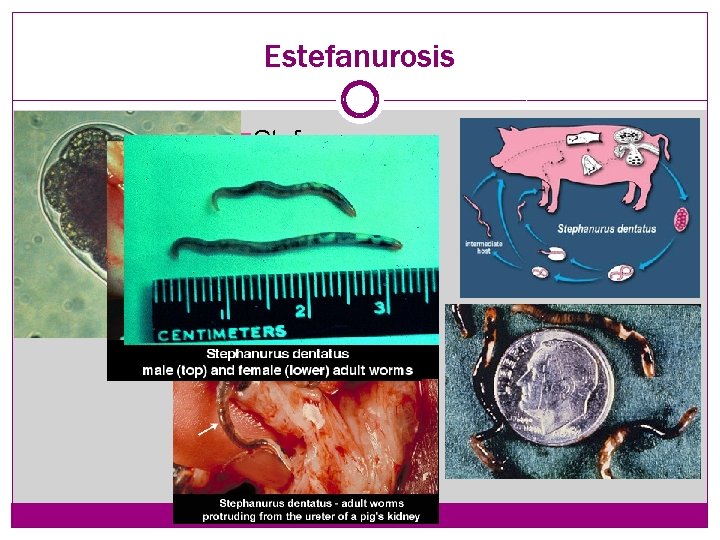 Patologas Parasitarias ENFERMEDADES PARASITARIAS DE CERDOS Prof Judyana