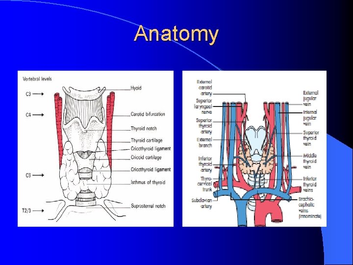 THYROID GLAND Begashaw M MD Anatomy Goiter Generalized