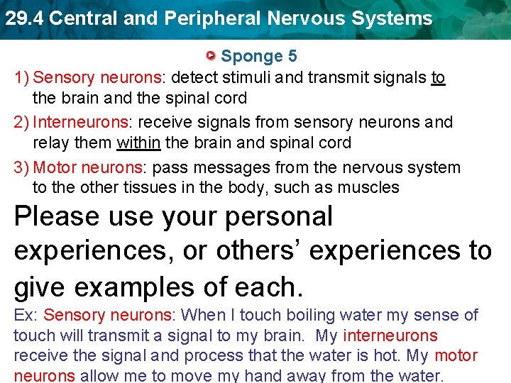 29 4 Central and Peripheral Nervous Systems Sponge