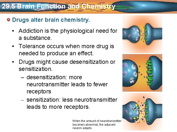 29 5 Brain Function and Chemistry KEY CONCEPT